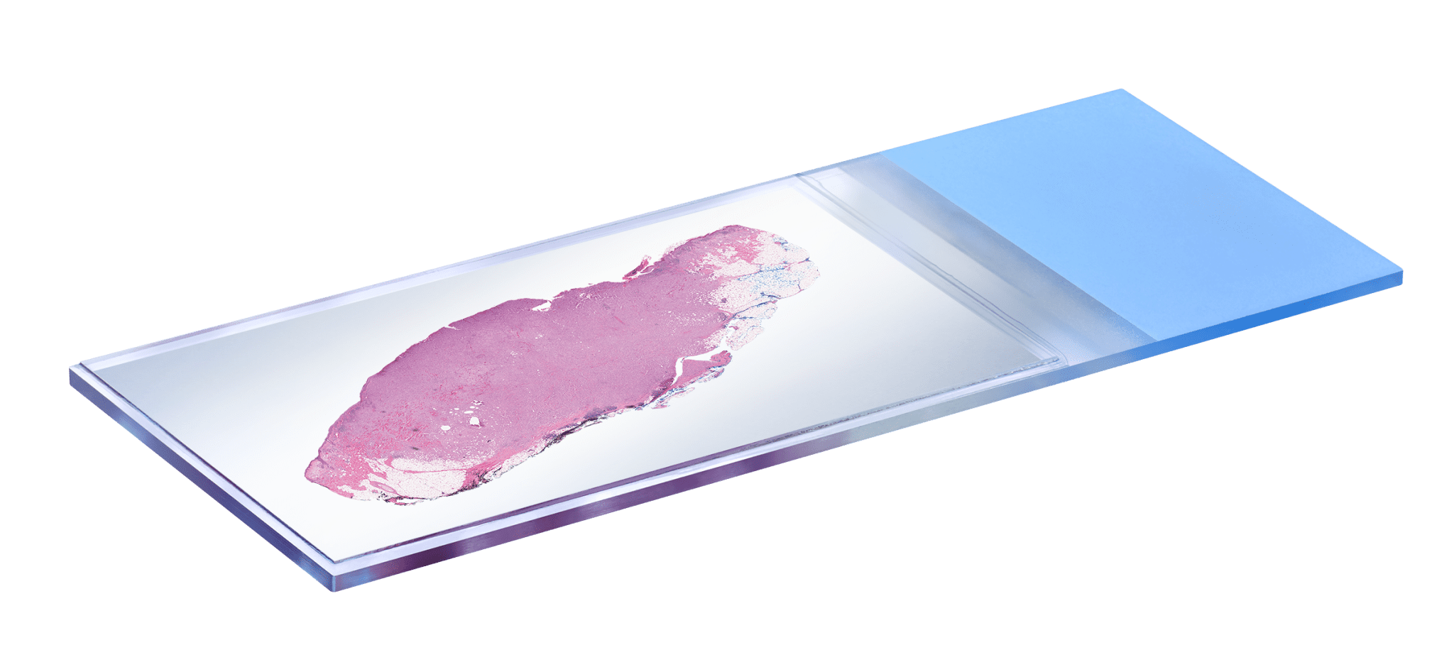 Polytech Digital Pathology